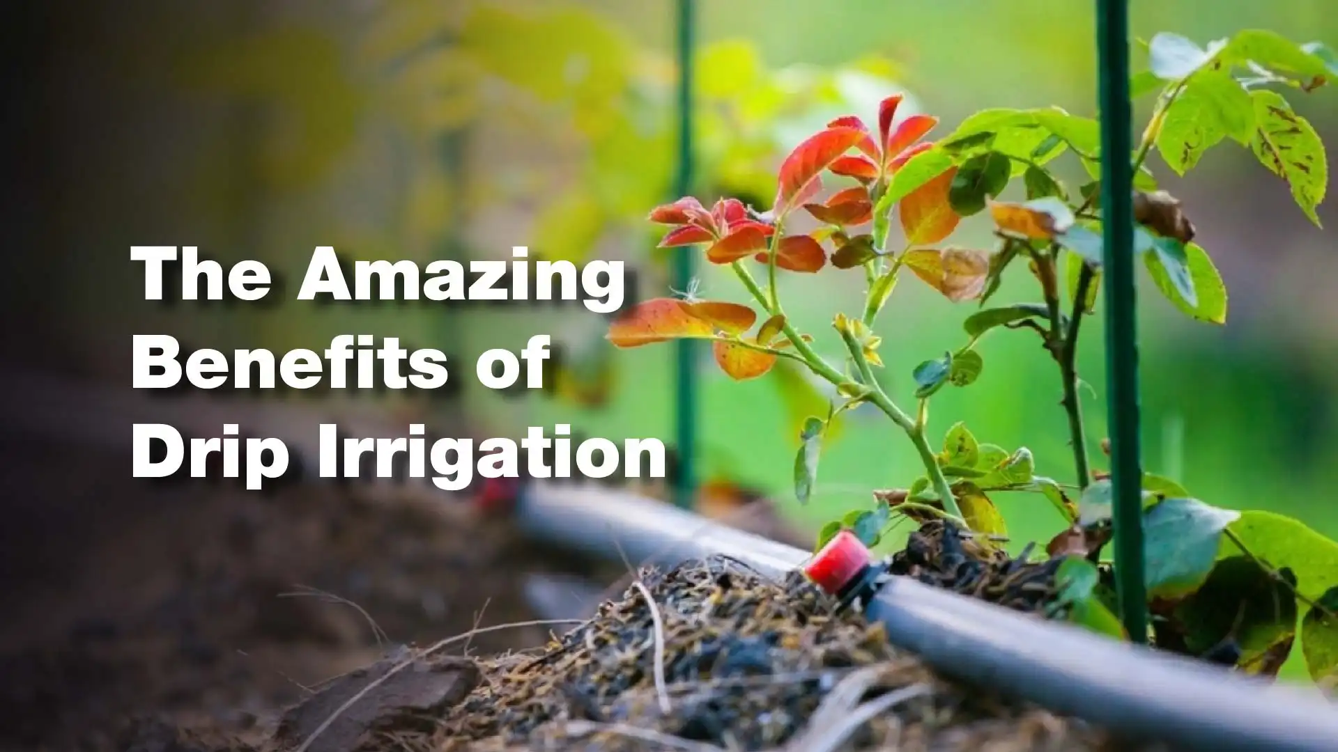 Drip Irrigation: Save Water & Boost Farm Yields