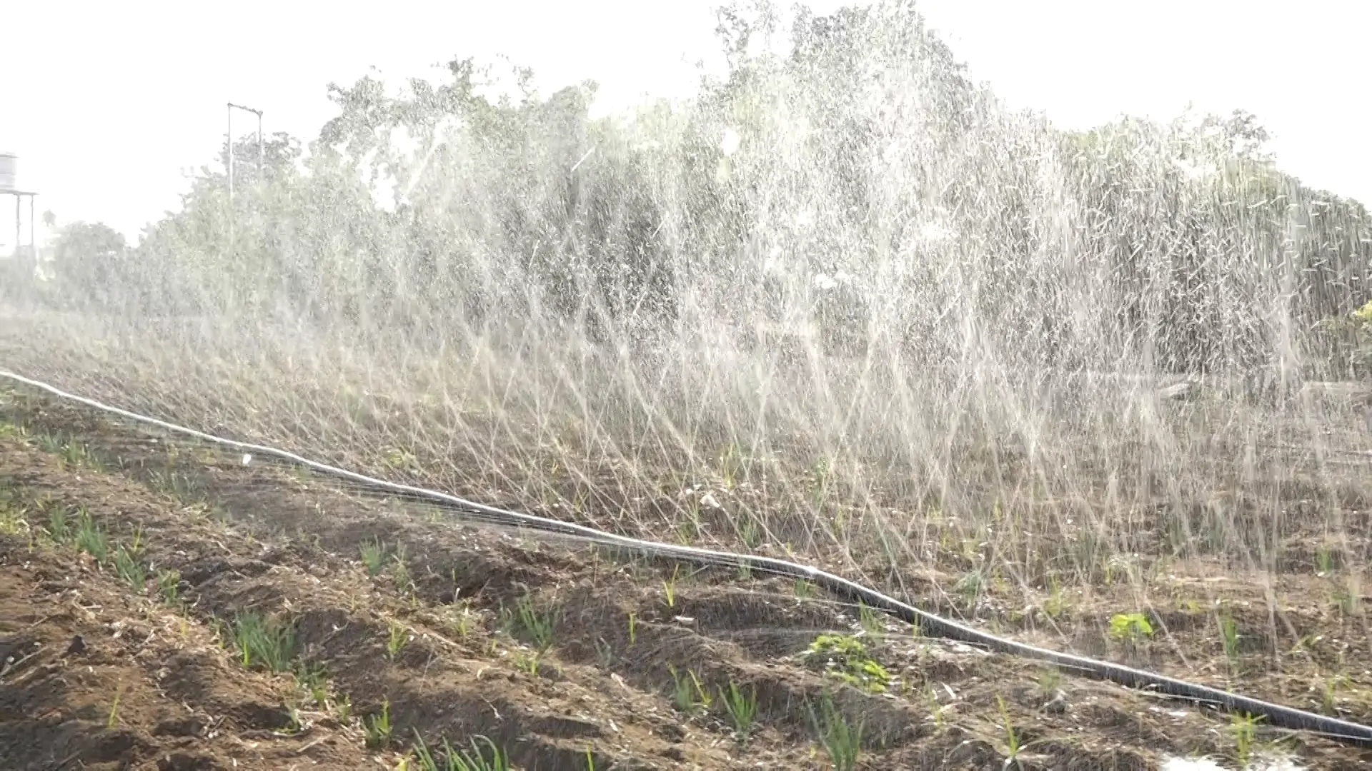 Rain Pipe Irrigation Ultimate Guide To Boost Crop Yield 2025